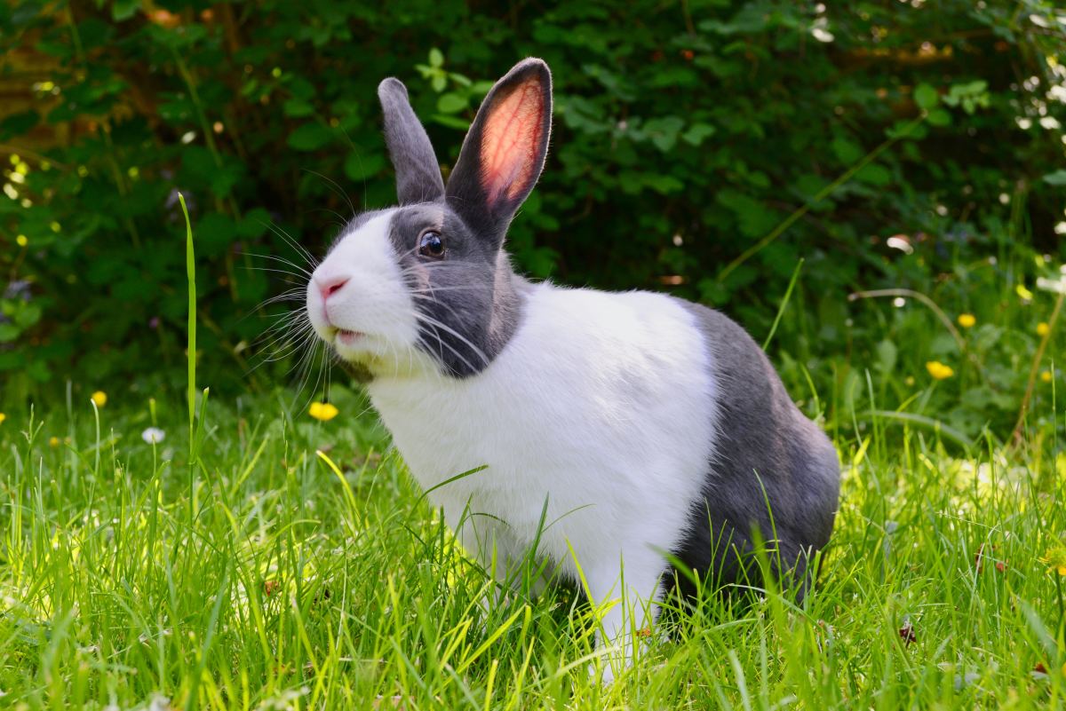 10 Common Causes of Sudden Death in Healthy Rabbits - PetHelpful