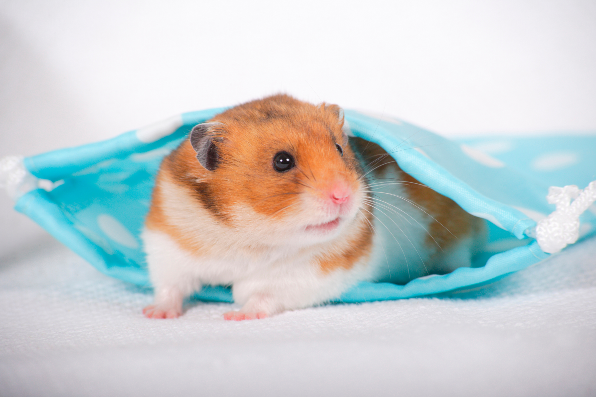 How to Travel With a Hamster - PetHelpful