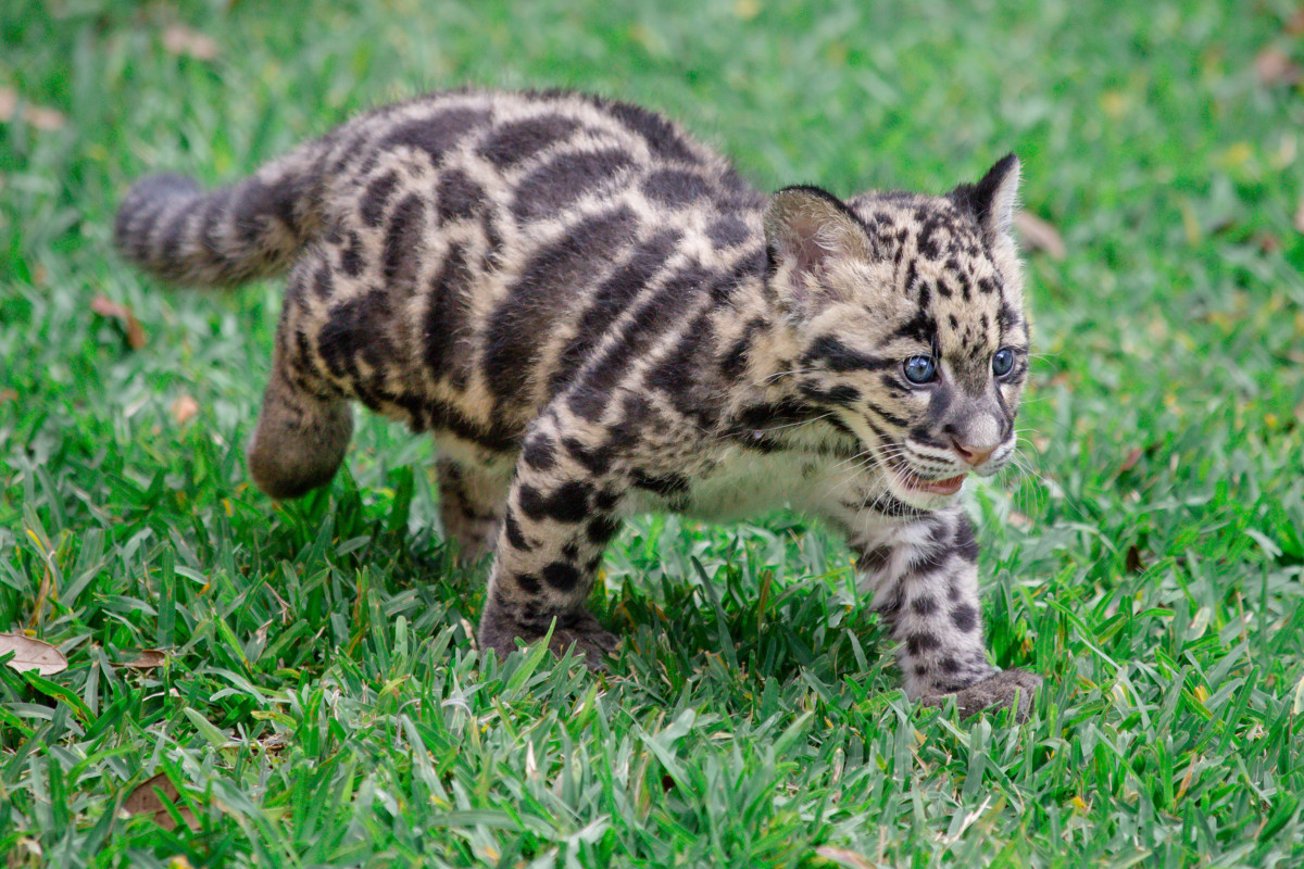 Watch: Tiny Clouded Leopard Cub Sweetly Starts to Explore at Sanctuary ...