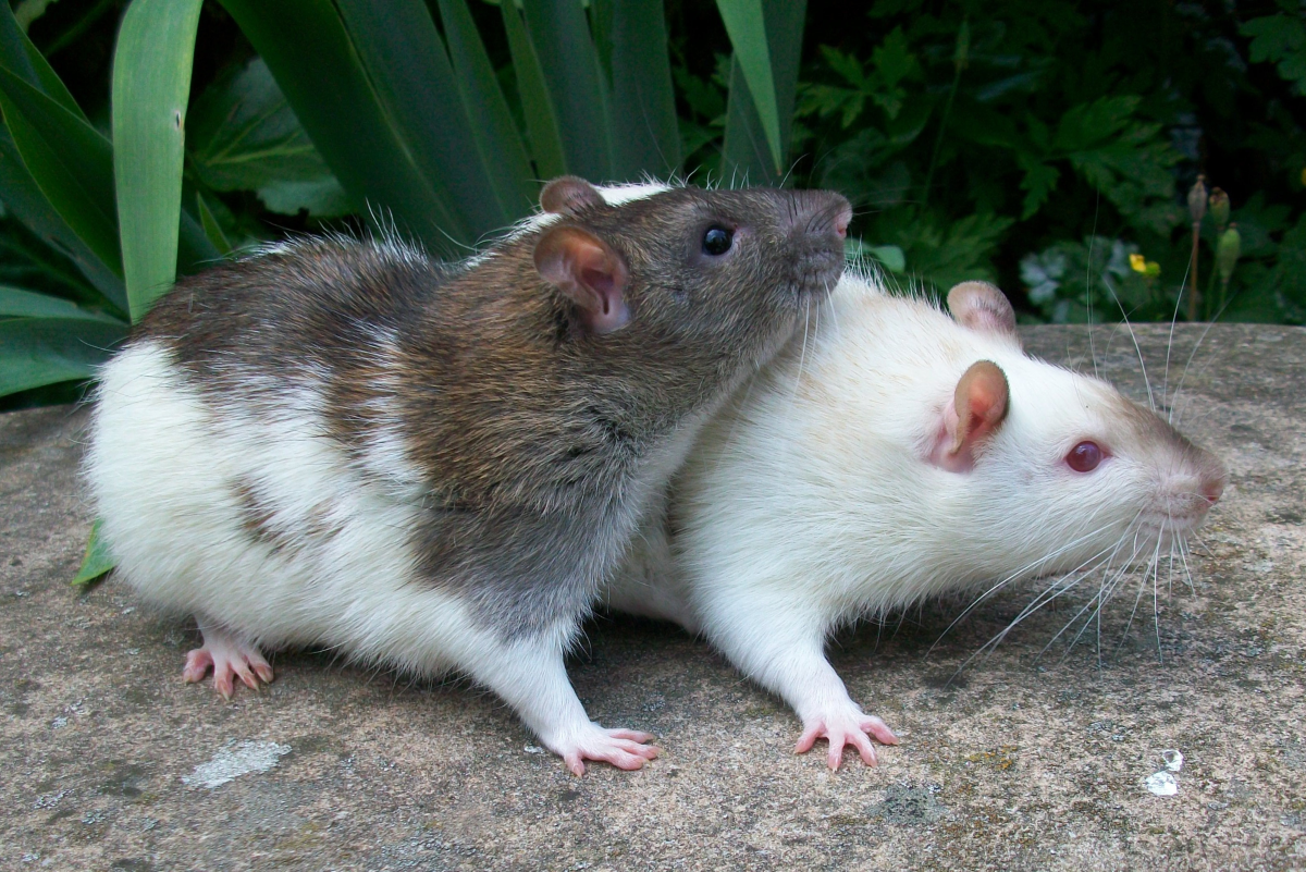 Top 10 Reasons to Have Rats as Pets - PetHelpful