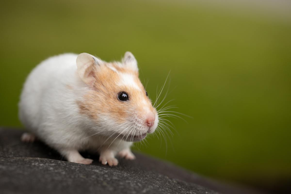 Hamster Breathing Fast and Heavy? Respiratory Infection Info - PetHelpful