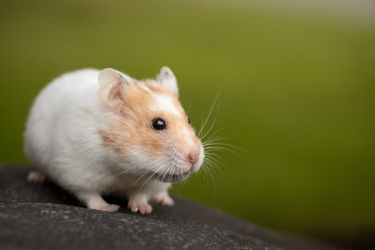 What to Do When Your Hamster Escapes: Finding Missing Pets - PetHelpful