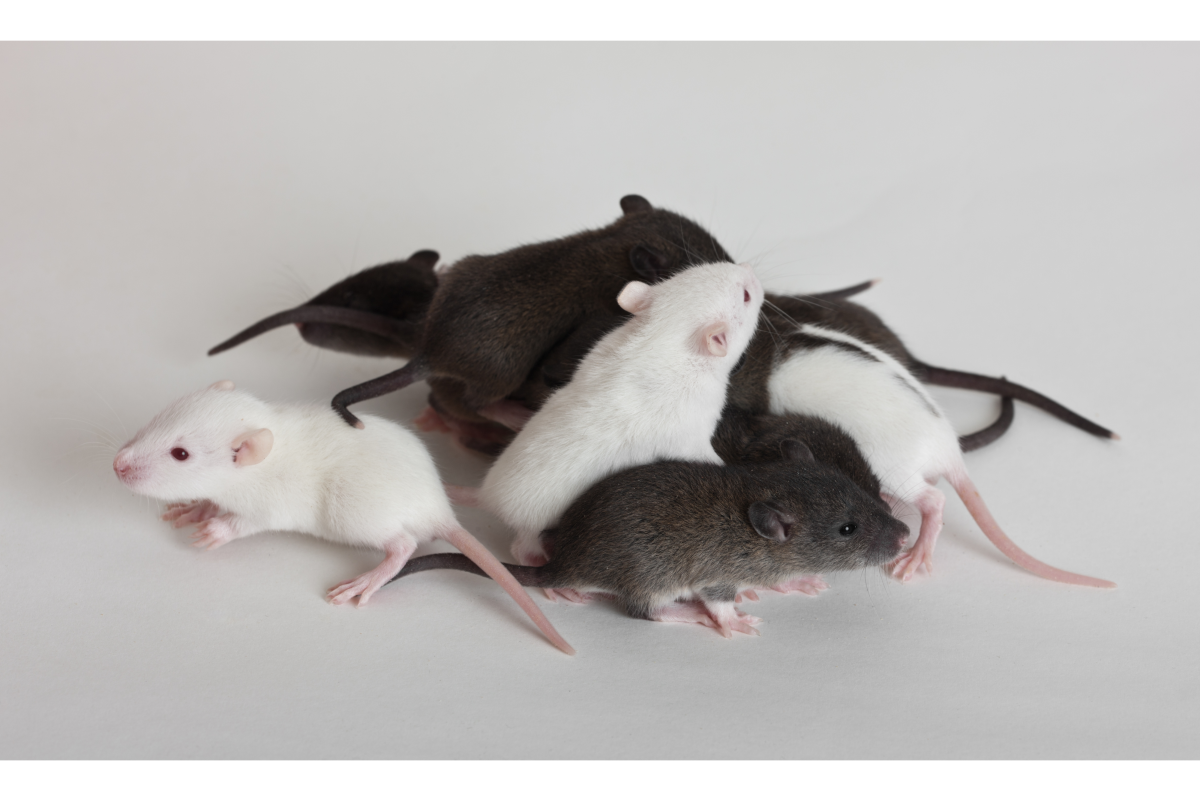 Alpha Mouse: How to Tell if Your Mice Are Fighting or Playing - PetHelpful