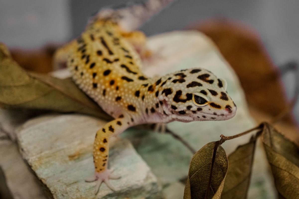 A Beginner's Guide to Owning/Caring for a Leopard Gecko - PetHelpful