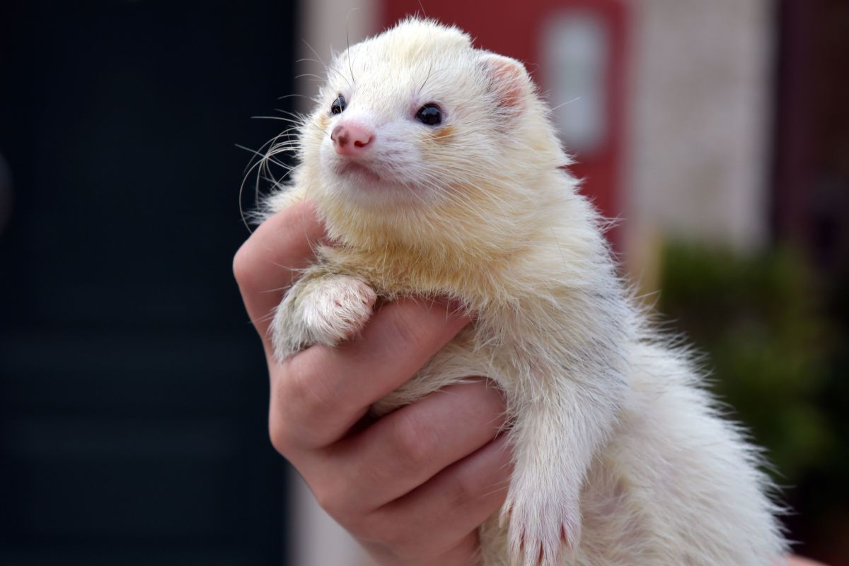 Are Ferrets Banned in Your Country? - PetHelpful