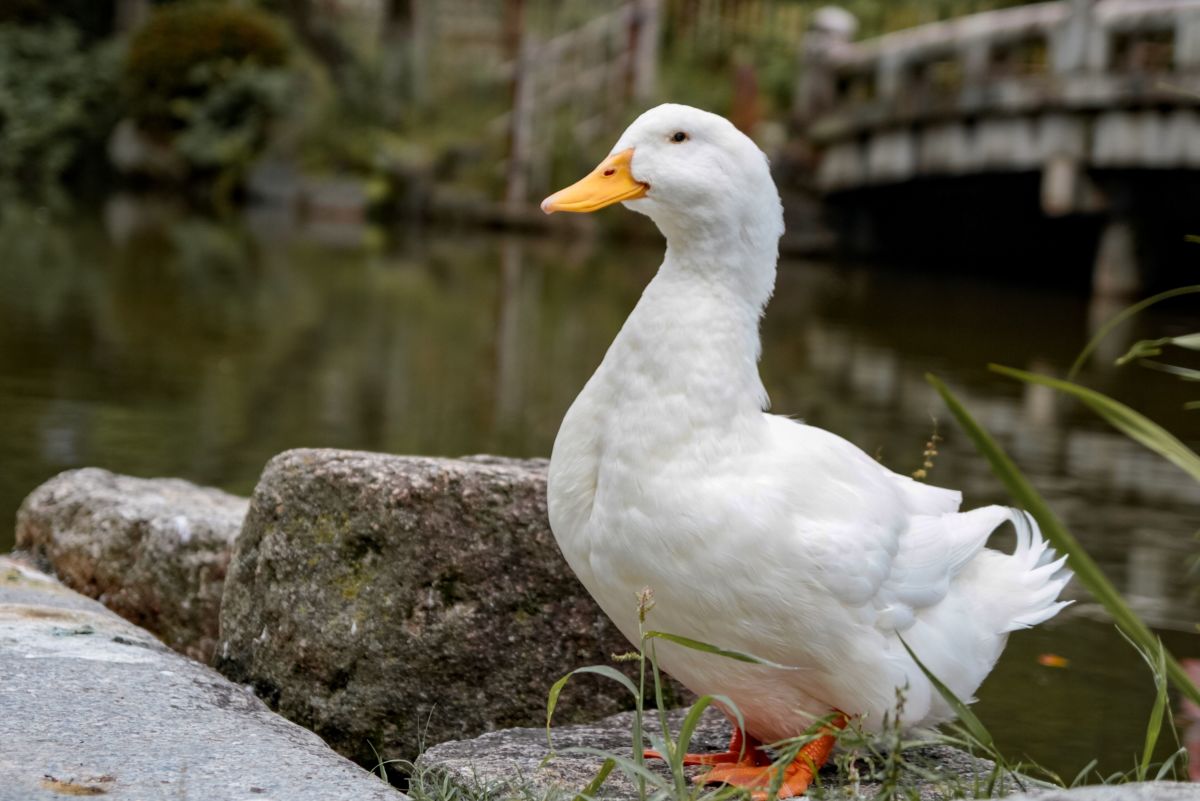The 10 Best Natural Snacks and Treats for Ducks - PetHelpful