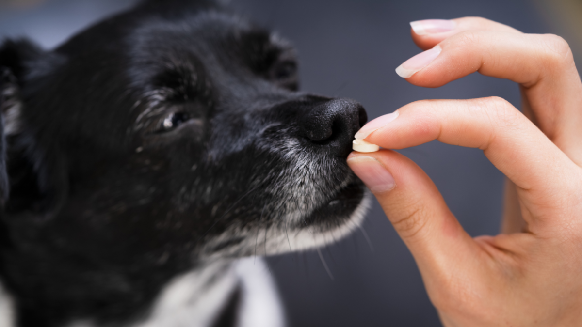 What Can You Give a Dog for Pain Relief? OTC Meds & Supplements ...