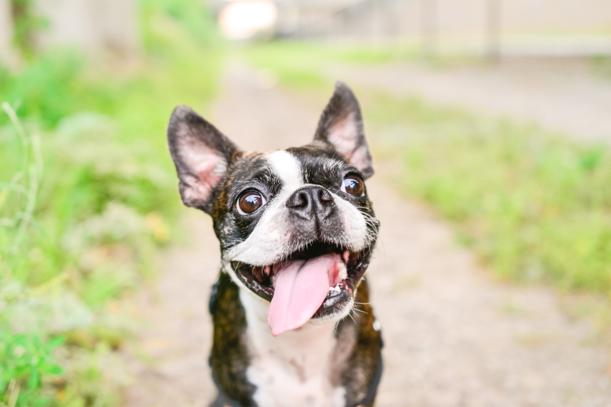 Are There Alternatives to Proin for a Dog Dribbling Urine? - PetHelpful