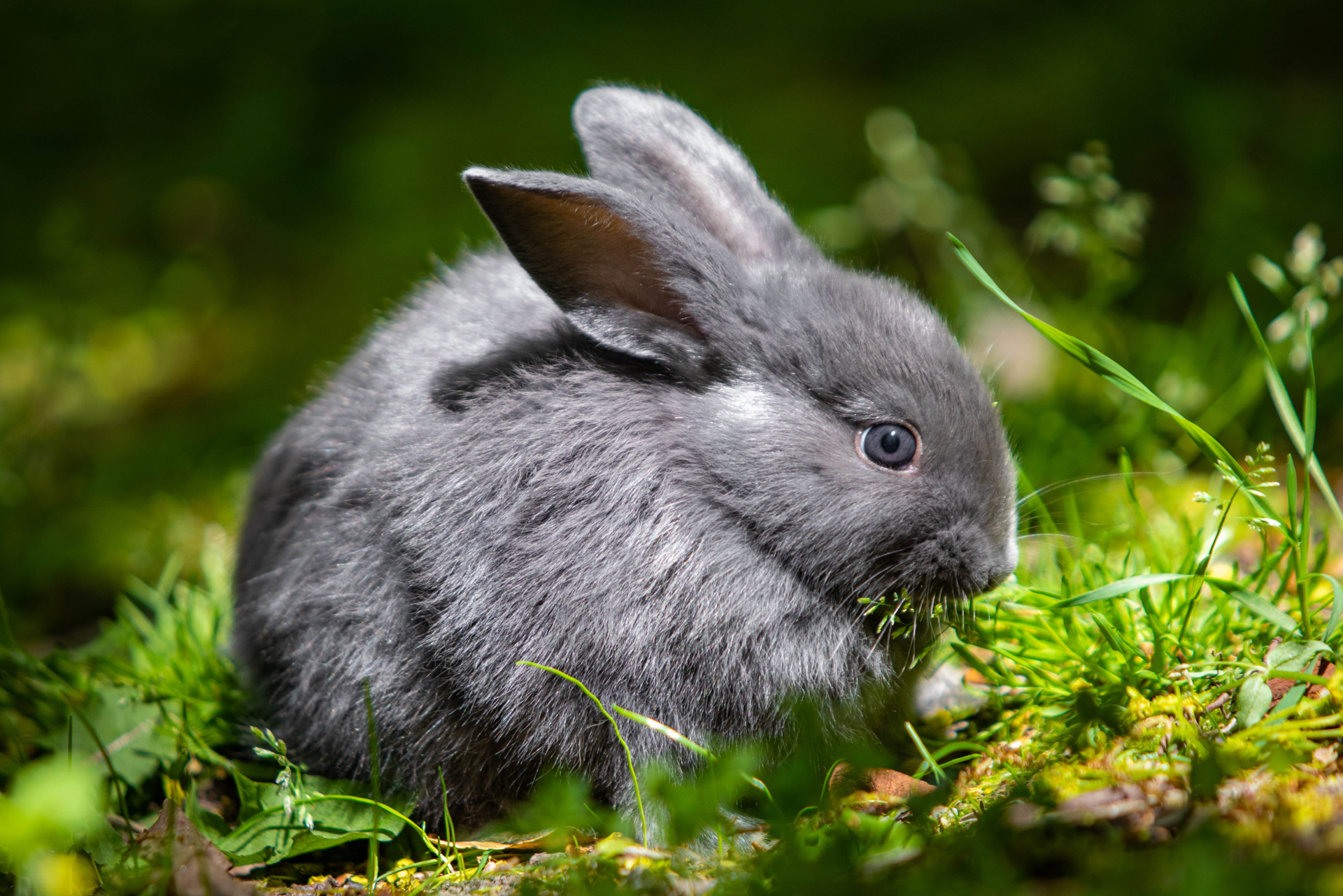 9 Best Pets for Teens (From Dogs to Hedgehogs) - PetHelpful
