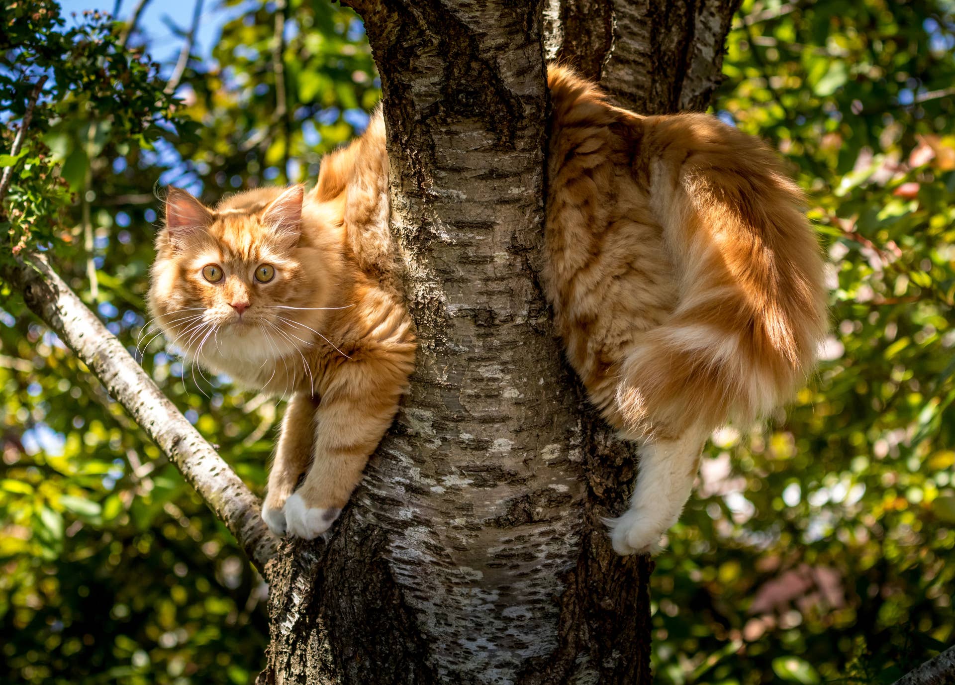 Cat Sanctuary in Hawaii Where Kitties Basically Grown on Trees Is ...