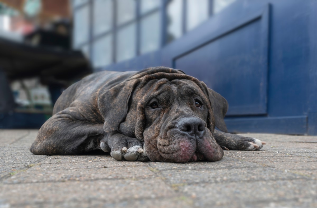 Rescue Adopts Mastiff at the End of His Life to Fill His Final Days ...