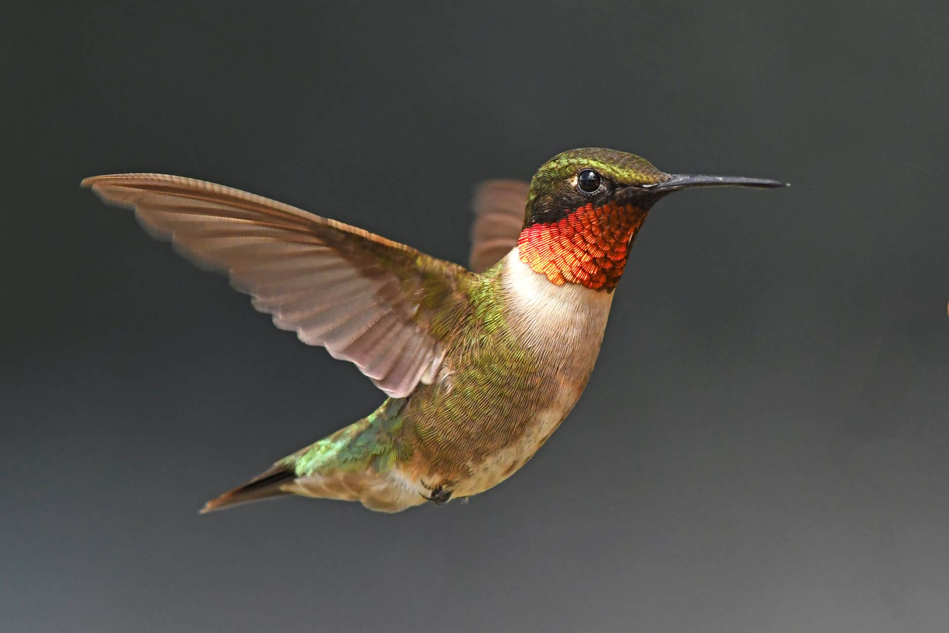 Epic 2022 Hummingbird