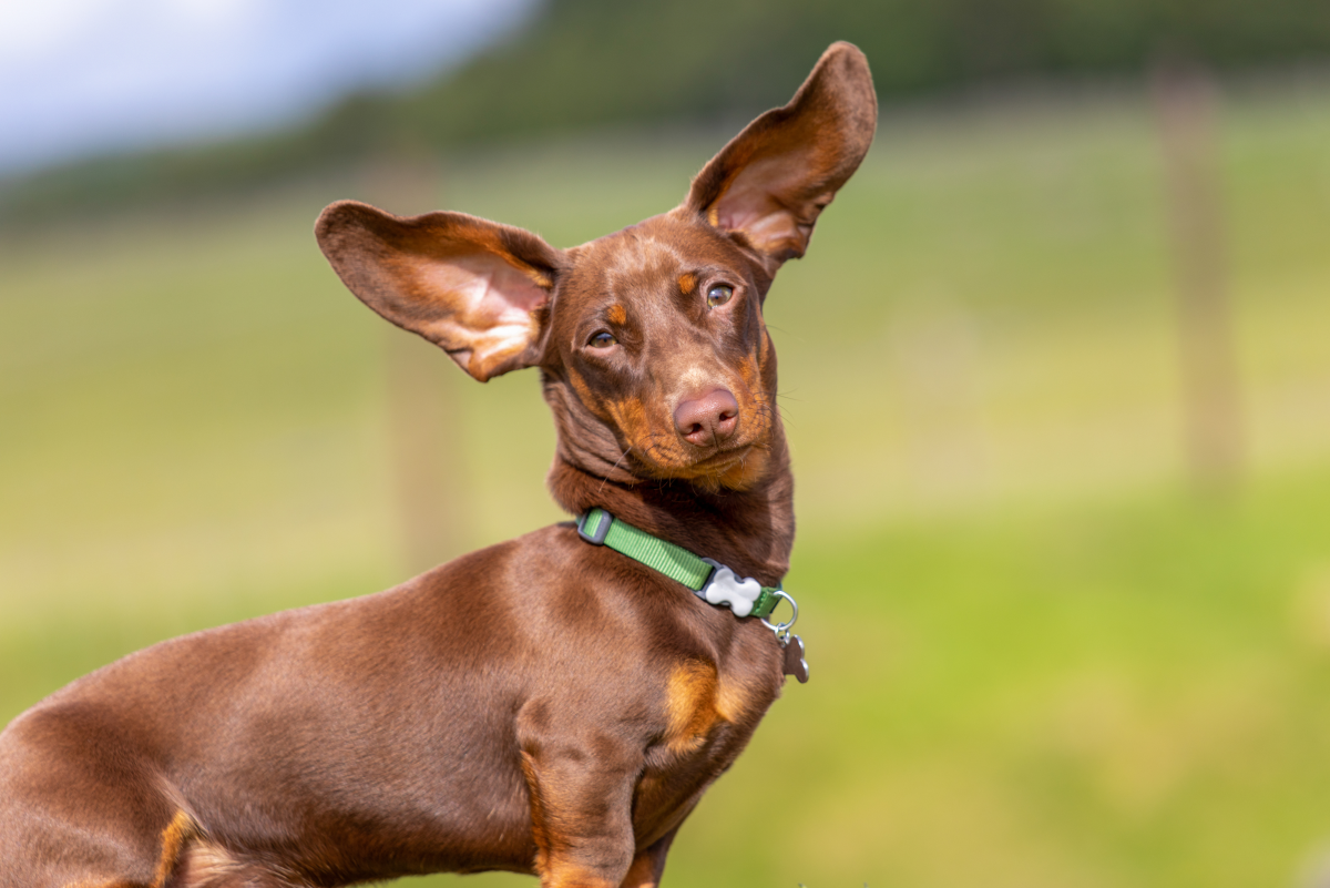 Why Are My Dog's Ears Bald and Curling at the Edges? - PetHelpful