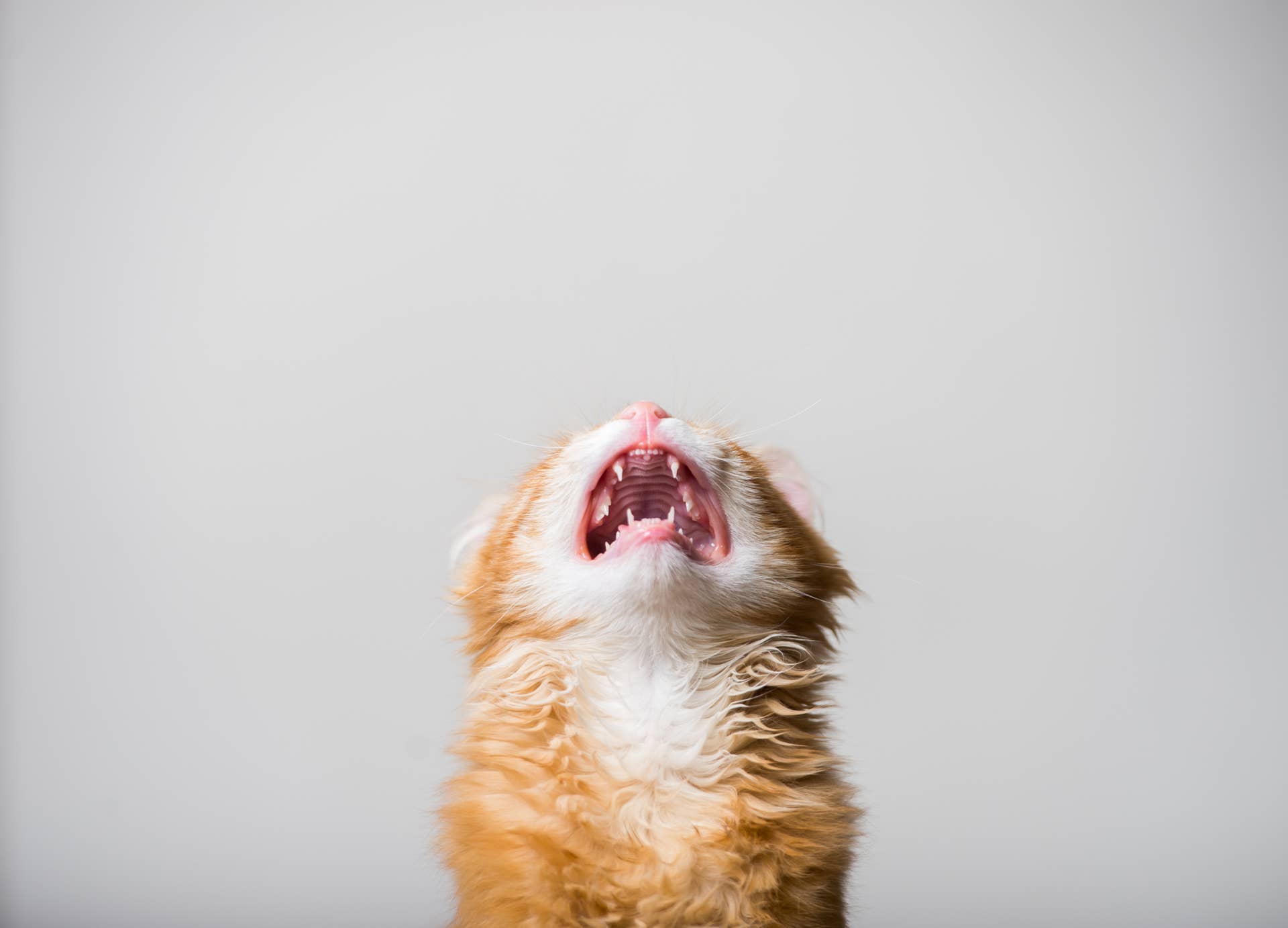 Orange Cat Crunching Through Cardboard Has People Transfixed - PetHelpful