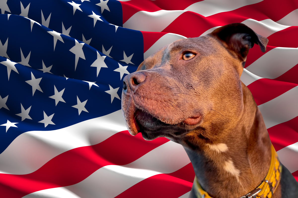 12 Authentic American Dog Breeds (Made in America) - PetHelpful