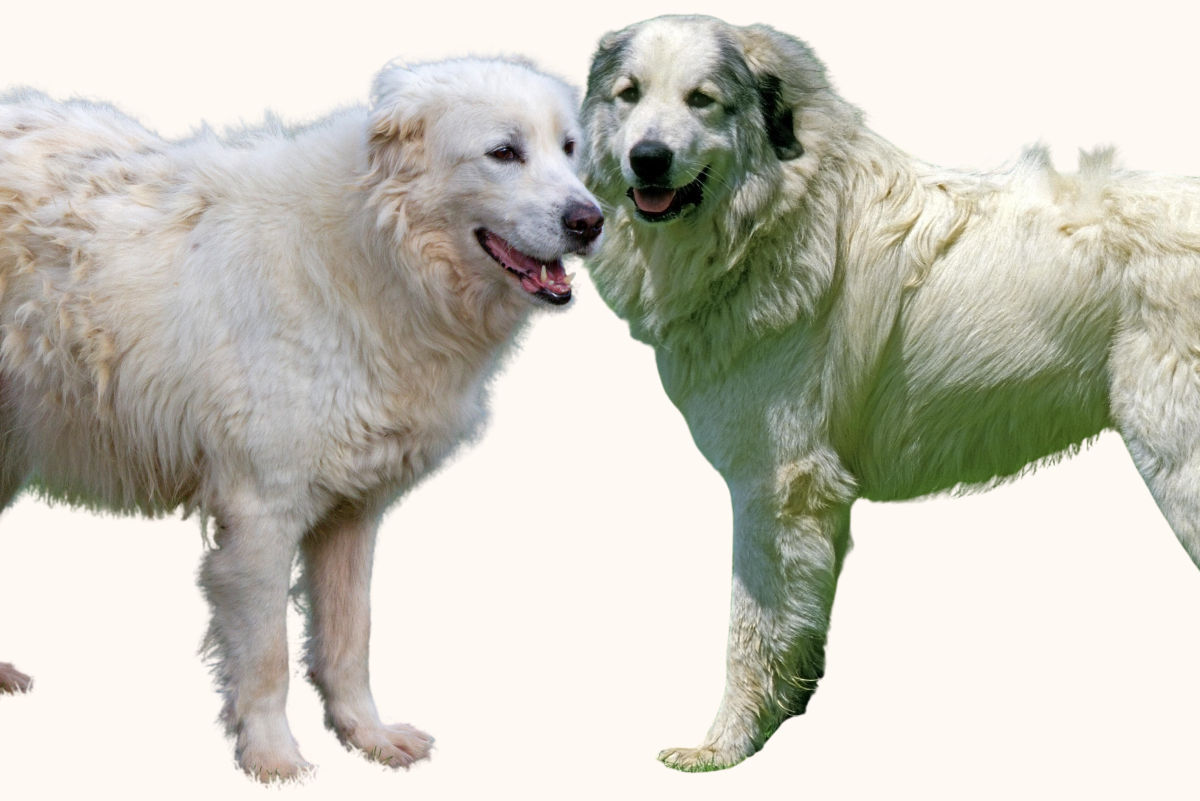 Maremma Sheepdog vs. Great Pyrenees: 10 Differences - PetHelpful