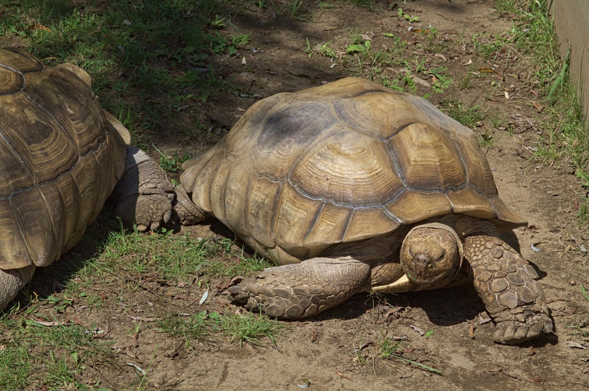 Two Tortoises Caught Having a Magical Moment at Walt Disney World's ...