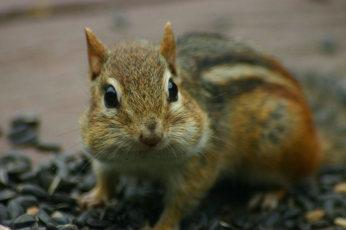 Adorable Chipmunk Literally Stuffs His Face With Nuts and It’s Precious ...