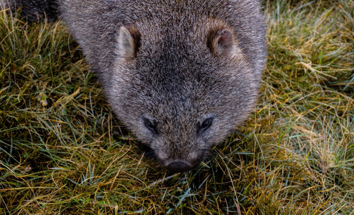 Toddler's Precious Bond with Family's Pet Wombat Is a Thing of Beauty ...