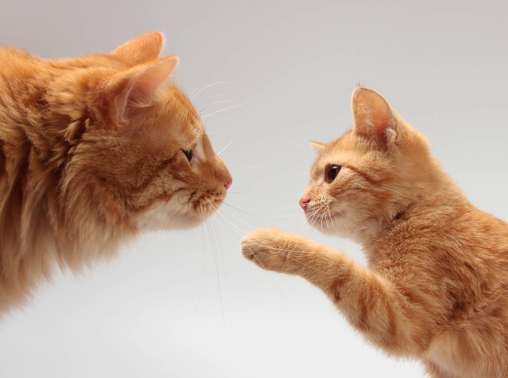 Moment Rescue Cat 'Adopts' Tiny Abandoned Kitten Is Truly Magical ...