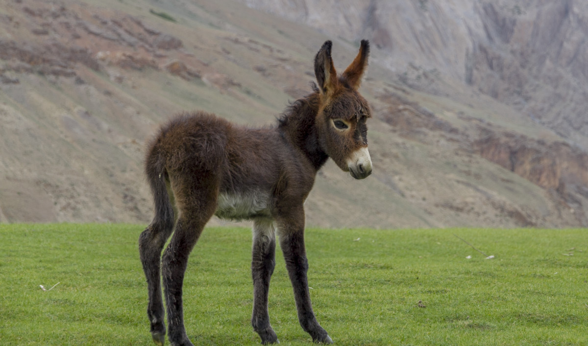 Baby Donkey ‘Finding His Voice’ Is Impossible to Resist - PetHelpful