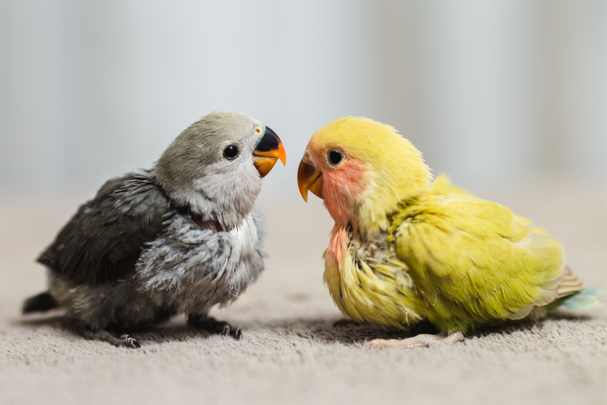 Feeding and Temperature Requirements for Baby Lovebirds - PetHelpful