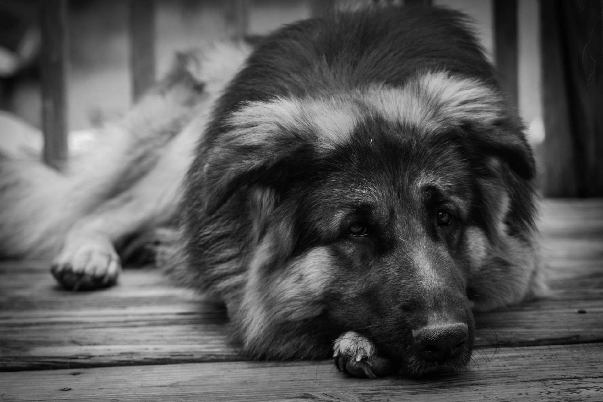 Woman s Kind Gesture Toward Lonely German Shepherd Has People Choked Up