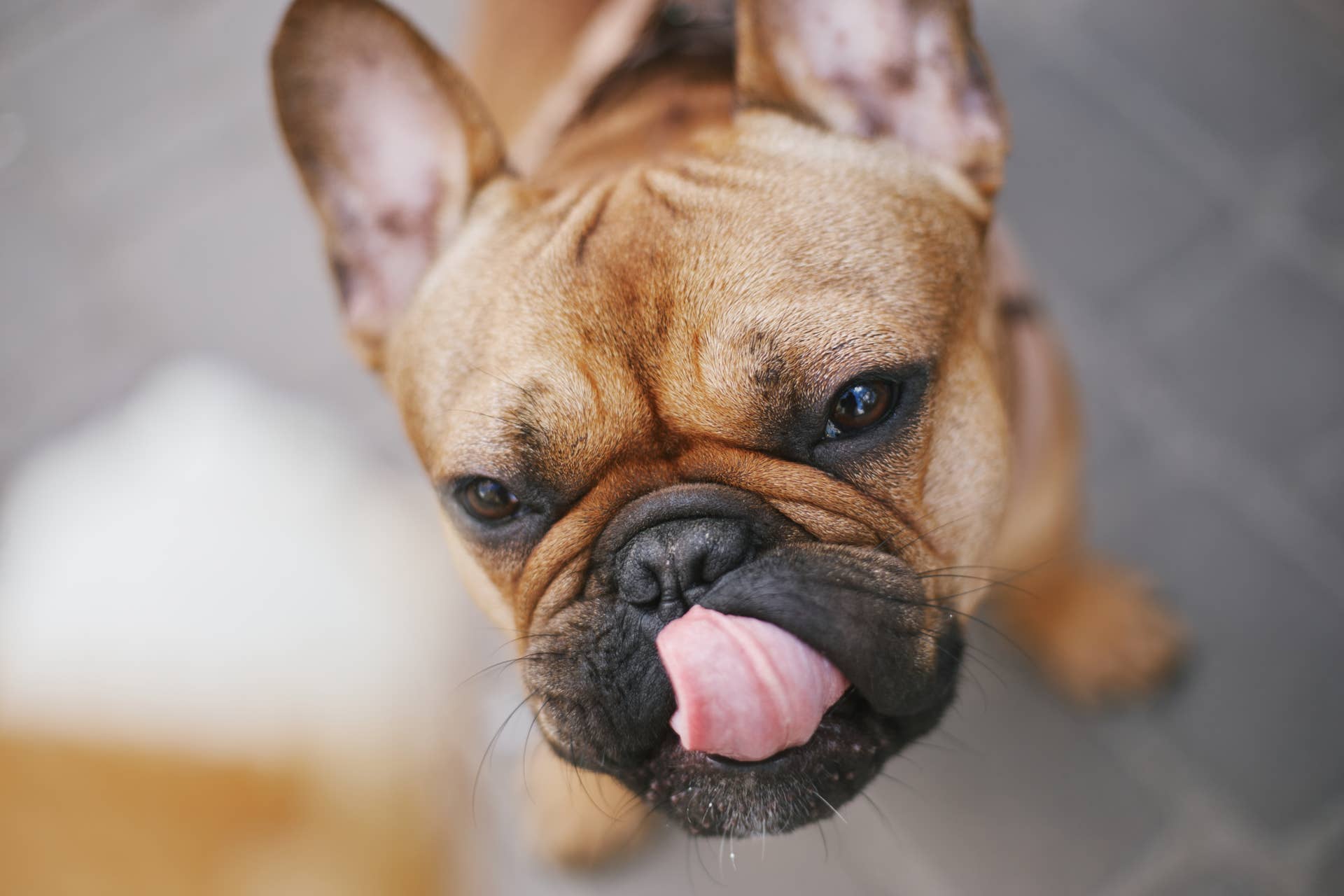French Bulldogs Incredible Pet Room Service Experience Is Better