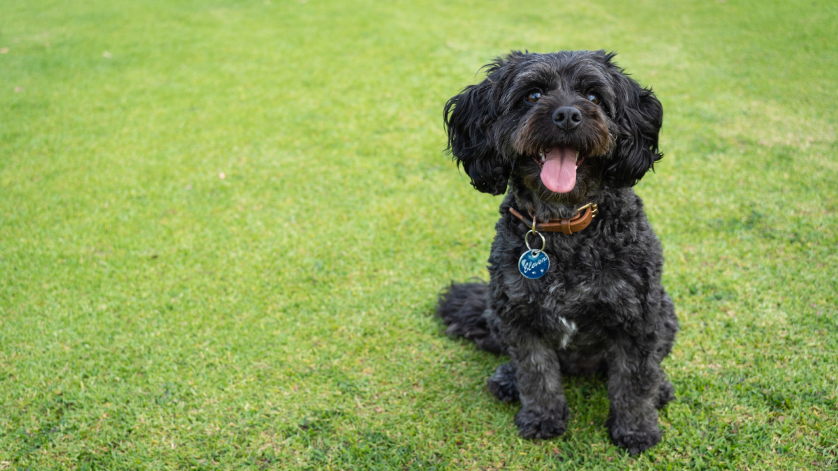 Retained Puppy Teeth: When and Why to Remove Milk Teeth - PetHelpful