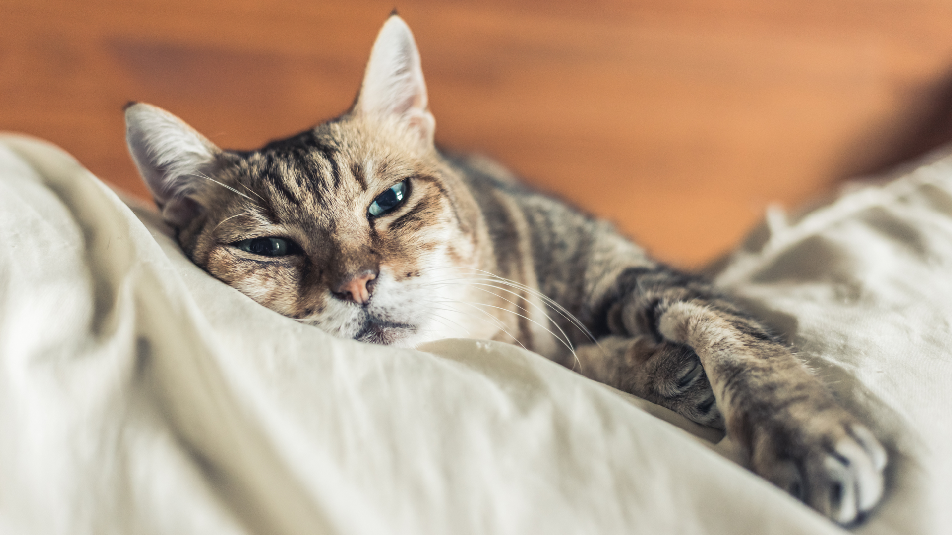 8 Main Reasons Why Your Cat Is Bloated (And What to Do About It ...