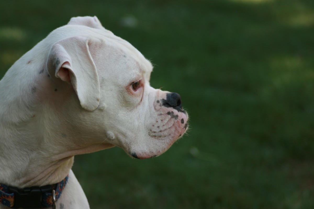 Busting 5 Common Myths About the White Boxer Dog - PetHelpful