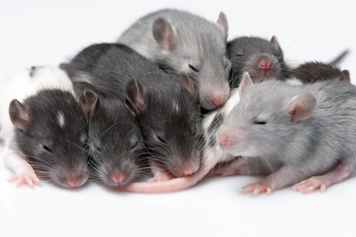Mama Rat's Human-Like Exhaustion While Raising Her Babies Is Such a ...
