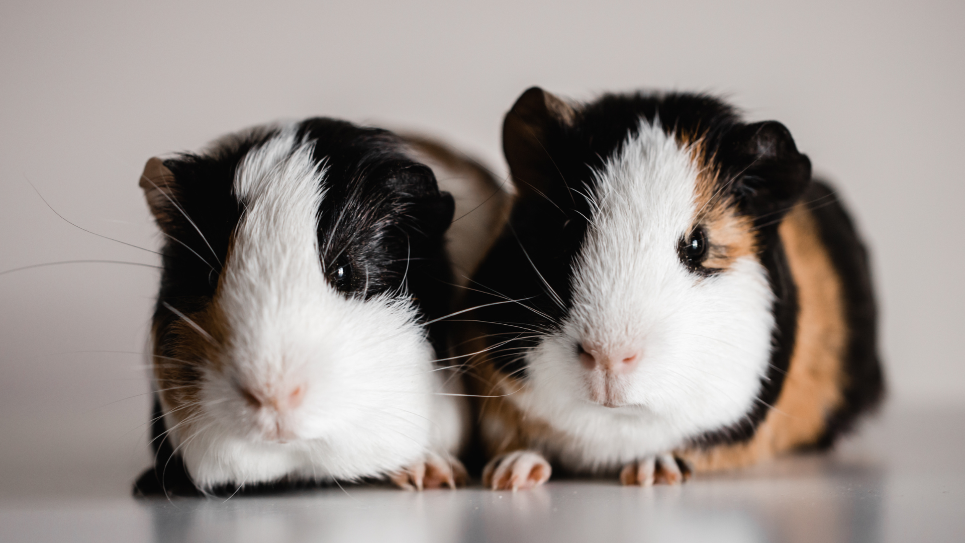 20 Fun Facts About Guinea Pigs - PetHelpful