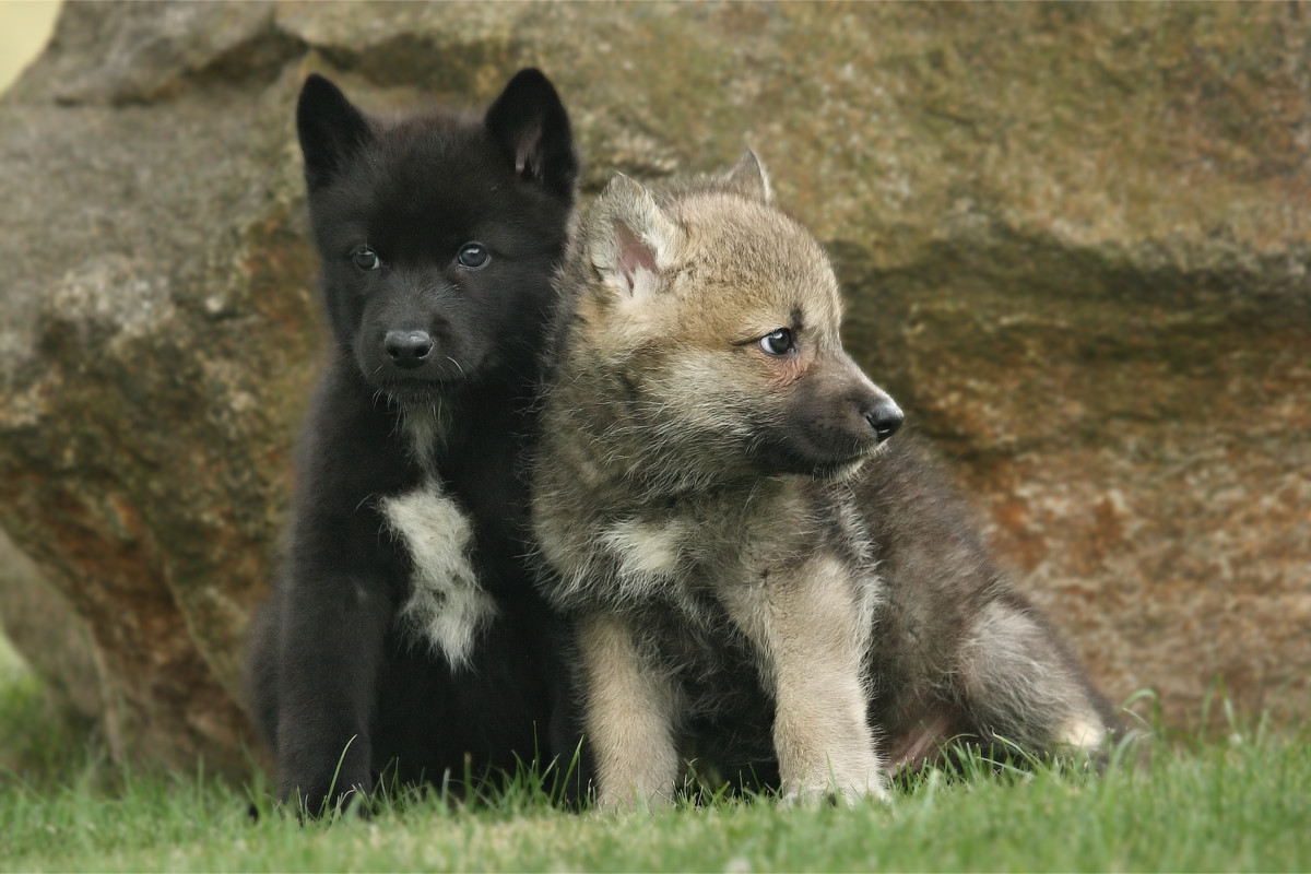 Wolf Pups Learning How to Jump Are the Definition of Adorable - PetHelpful