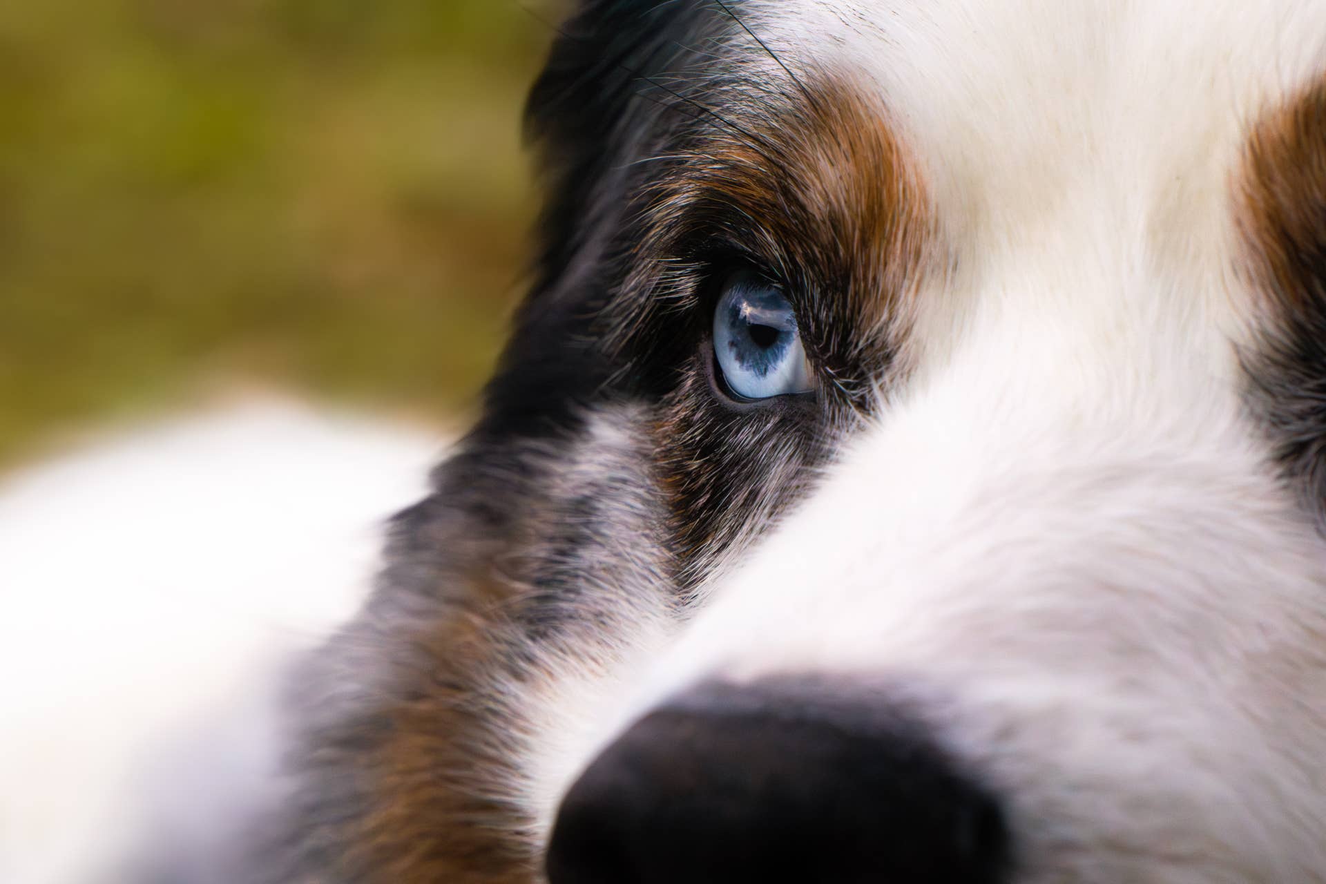 Mini Aussie's Impromptu Video Shoot Is Such a Treasure - PetHelpful