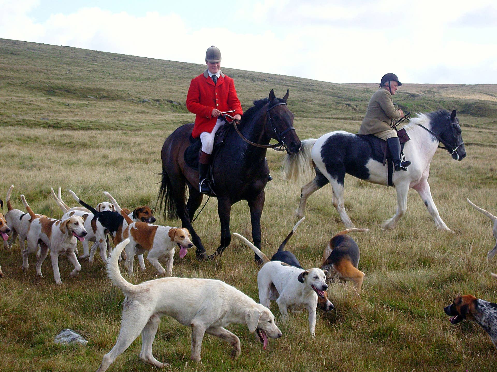 English Foxhounds 101: A Comprehensive Guide to This Remarkable Breed ...