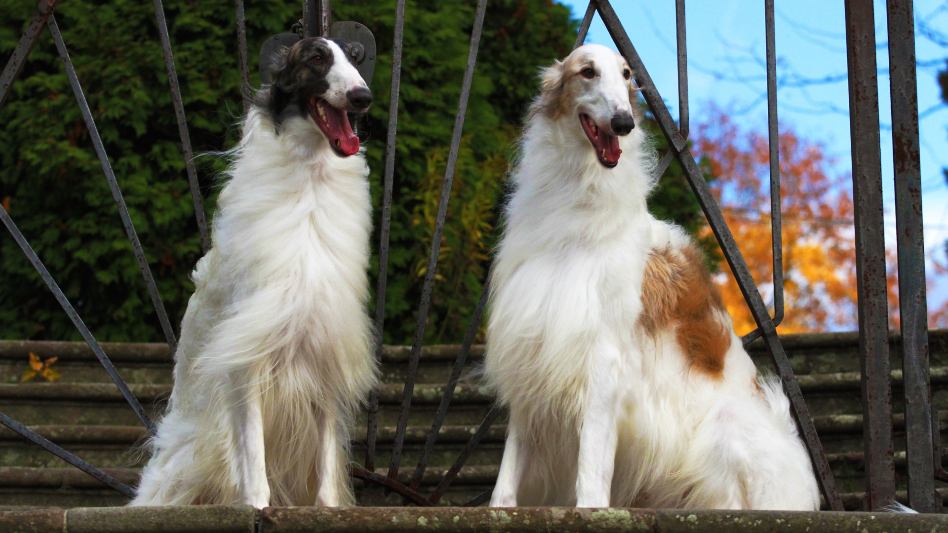 Unveil the Enchanting World of Borzois: A Complete Breed Guide - PetHelpful