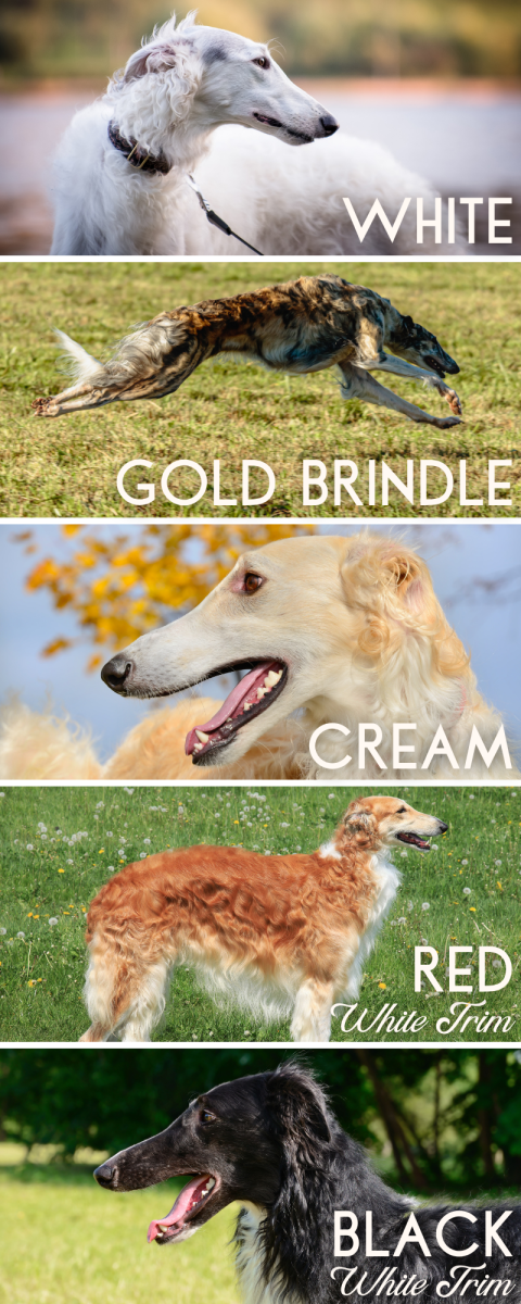 Unveil the Enchanting World of Borzois: A Complete Breed Guide - PetHelpful