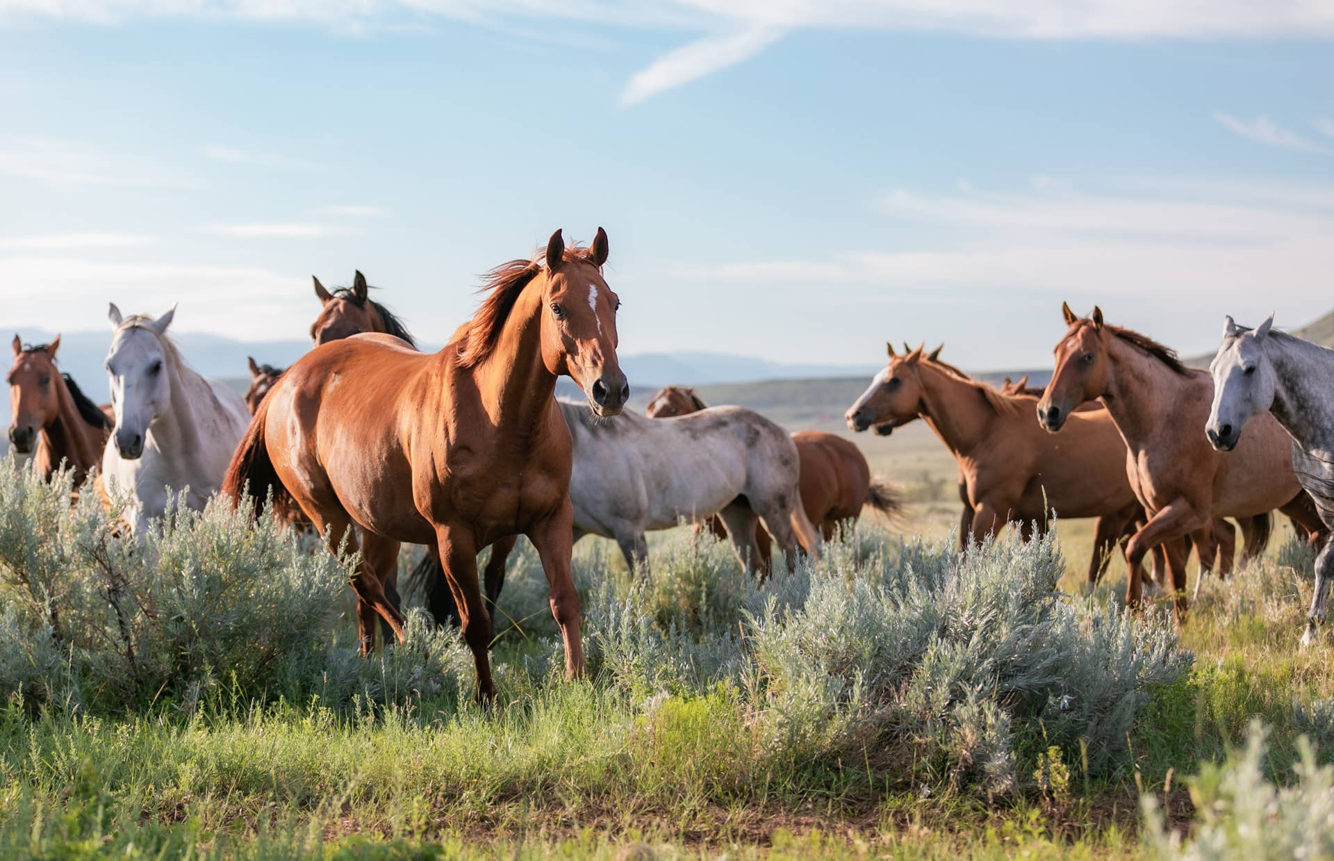Cinematic Video of Horses Running Together Shows the True Beauty of the ...