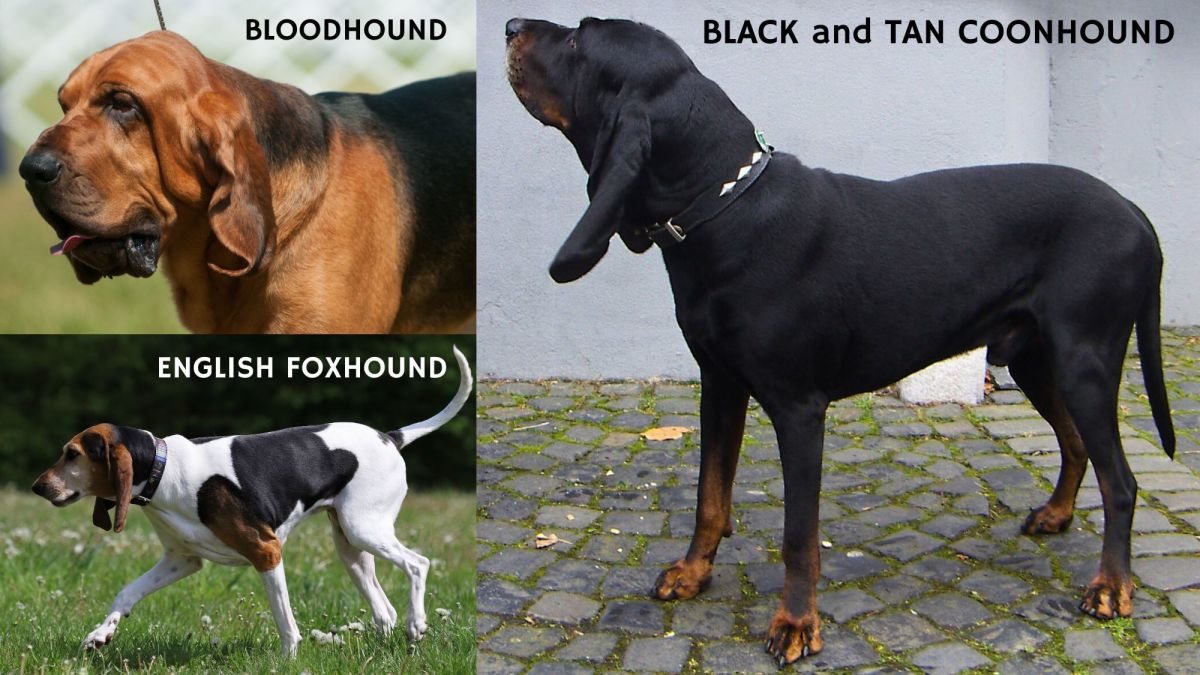 Unravel the Intriguing World of Black and Tan Coonhounds: Your Ultimate ...