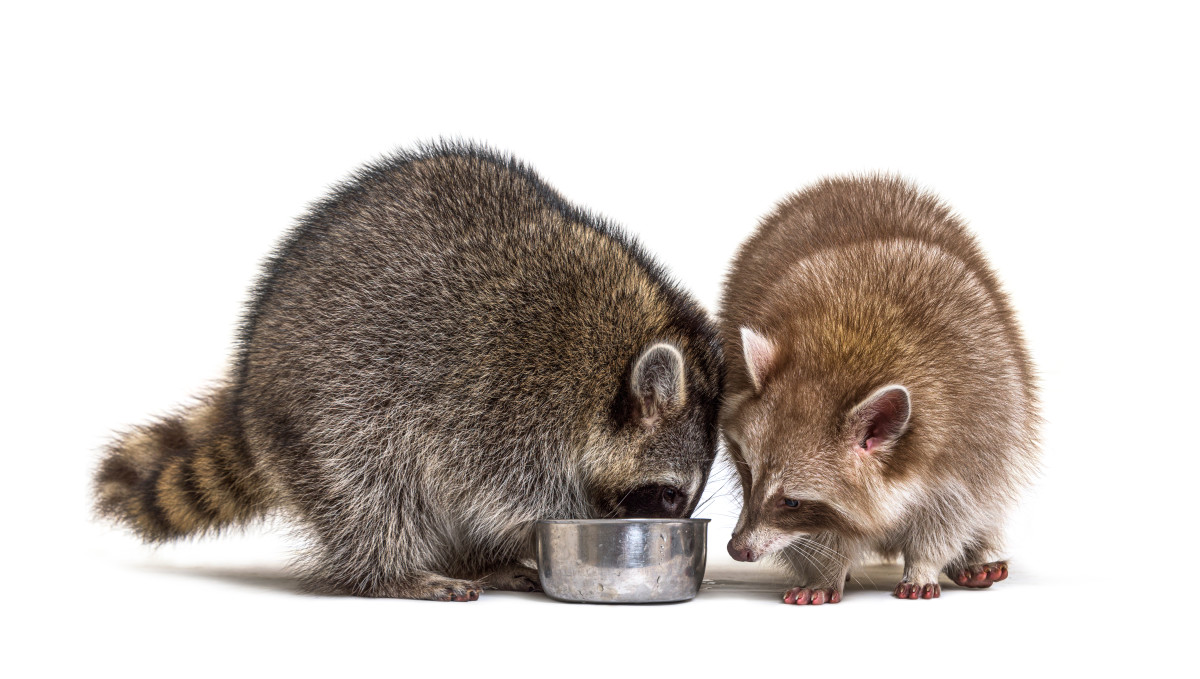 Do Raccoons Eat Cat Food