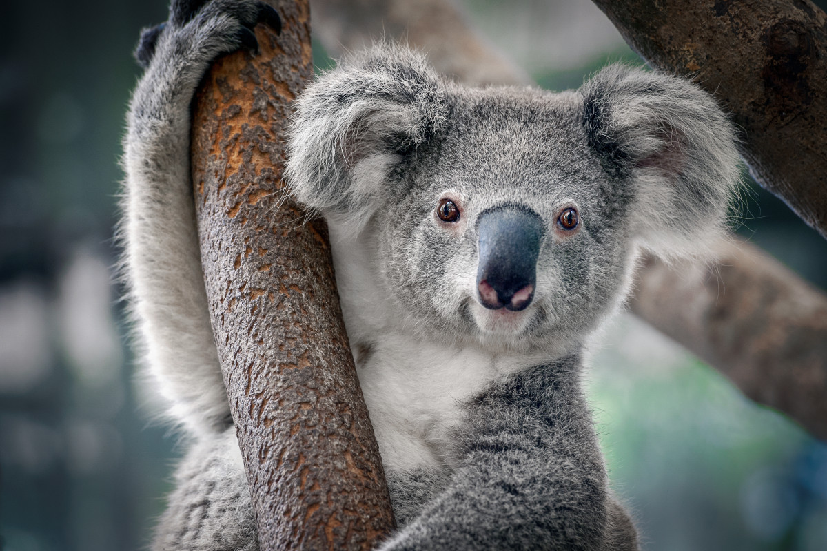 Video of Koala’s Unique Mating Call Is Downright Fascinating - PetHelpful