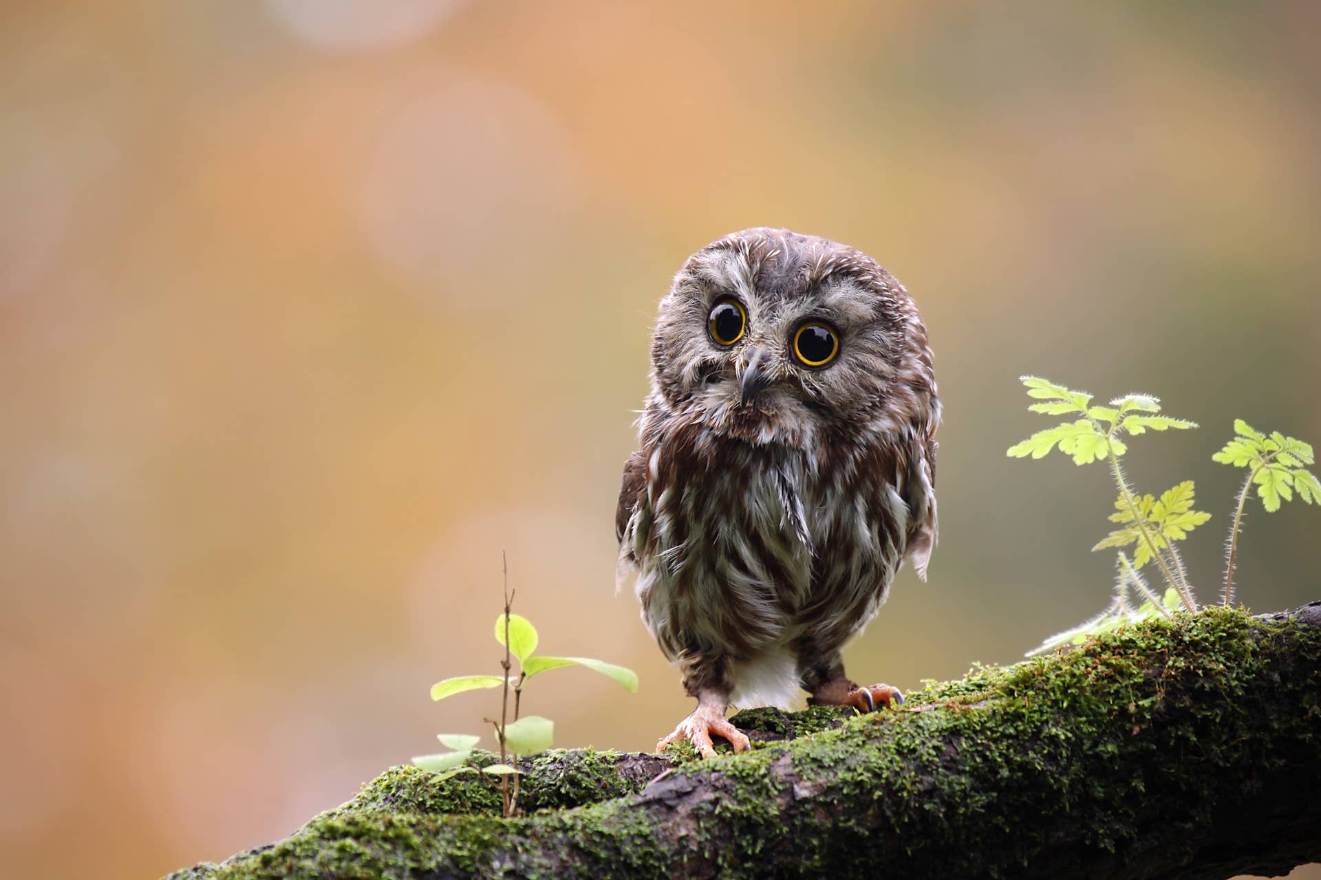 Tiny Rescue Owl With 'Puppy Eyes' Has Everyone So Obsessed - PetHelpful