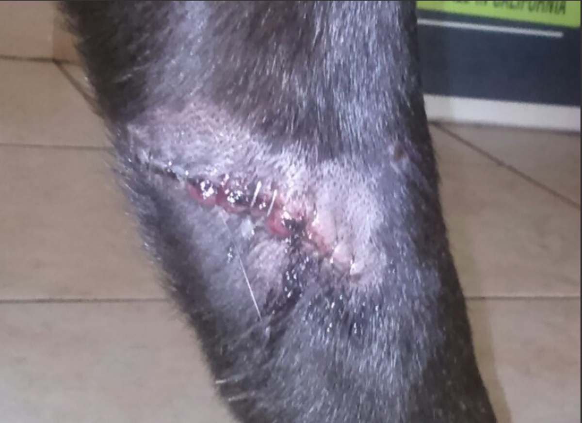 Leaking Stitches in Dogs: When It's Normal & When It's Not - PetHelpful