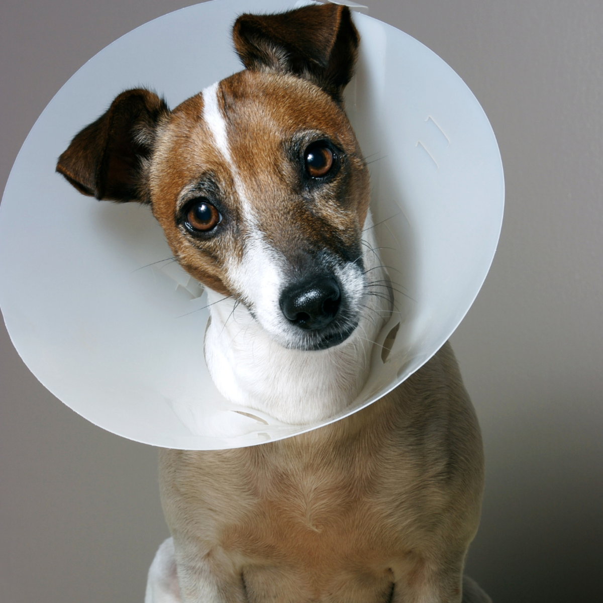 Leaking Stitches in Dogs: When It's Normal & When It's Not - PetHelpful