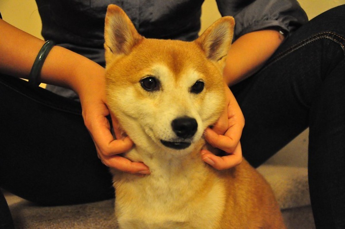 18 Great Ways to Help Your Anxious Dog Relax (Canine Anxiety ...