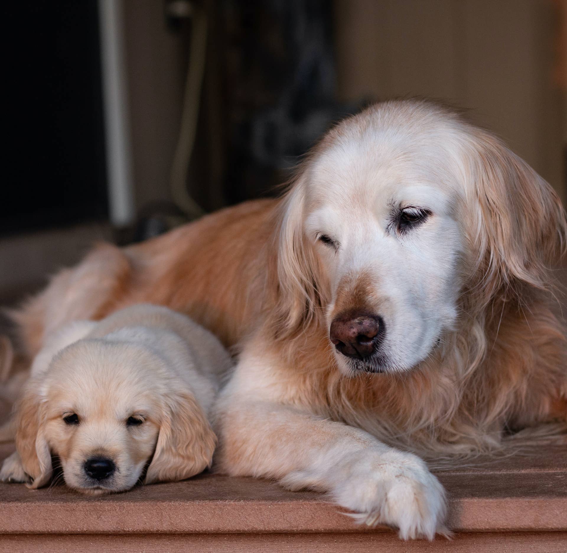 Golden Retriever's Cuddle Session With Puppy Sibling Is Absolutely ...
