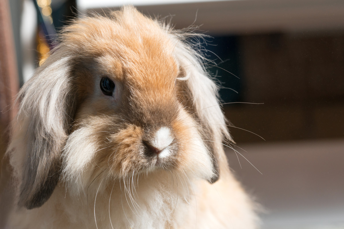 Video of Bunny Happily Enjoying His Bedtime Salad Has Everyone Obsessed ...