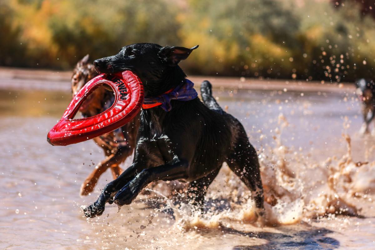 Video of Dogs Living Their Best Lives While Enjoying the Mud Is ...