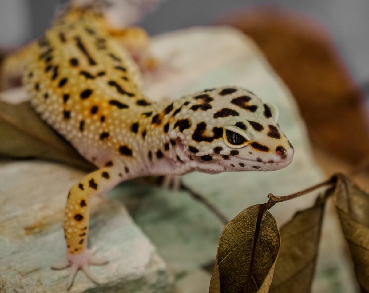 Why Is My Leopard Gecko Constipated? How Can I Help? - PetHelpful